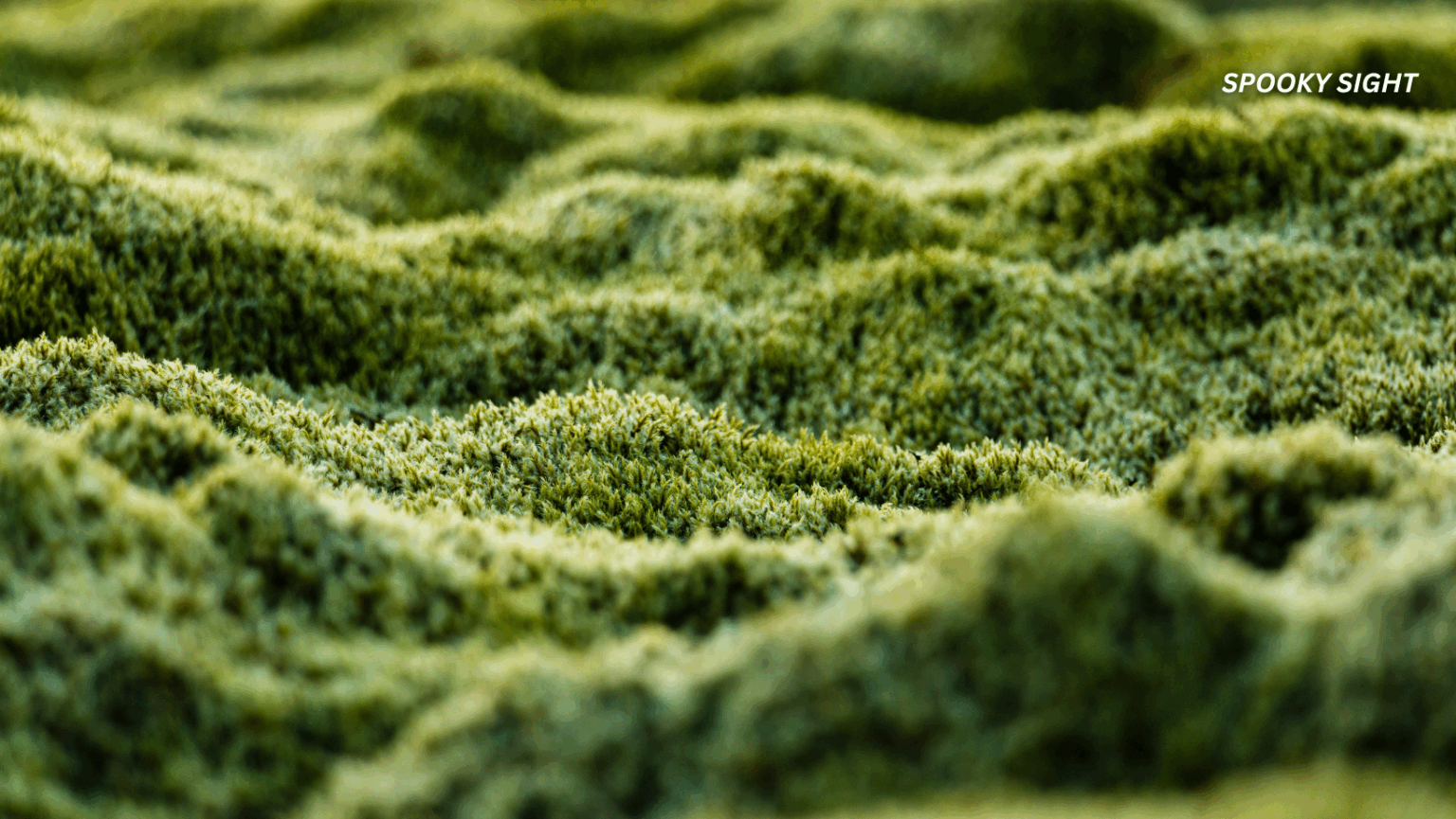 Moss Has Just Survived a Full Year Outside the International Space Station